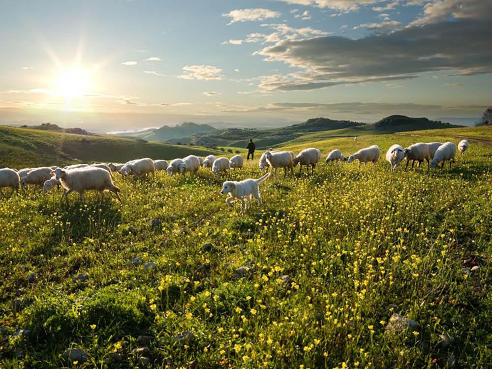 Shepherd with dog and sheep Wall Mural Wallpaper | Canvas Art Rocks ...